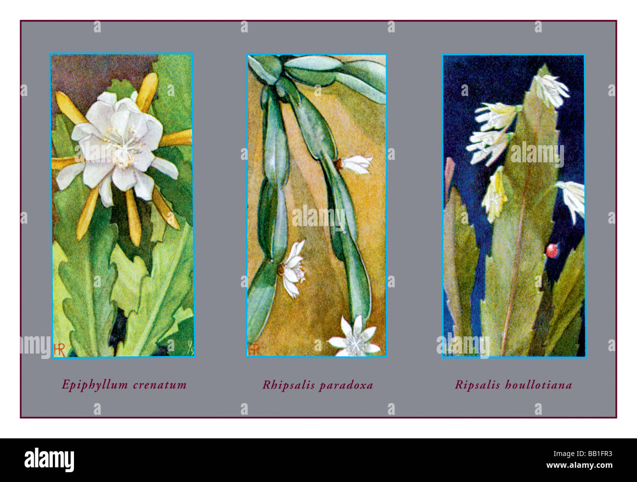 Epiphyllum crenatum Banque de photographies et d’images à haute ...