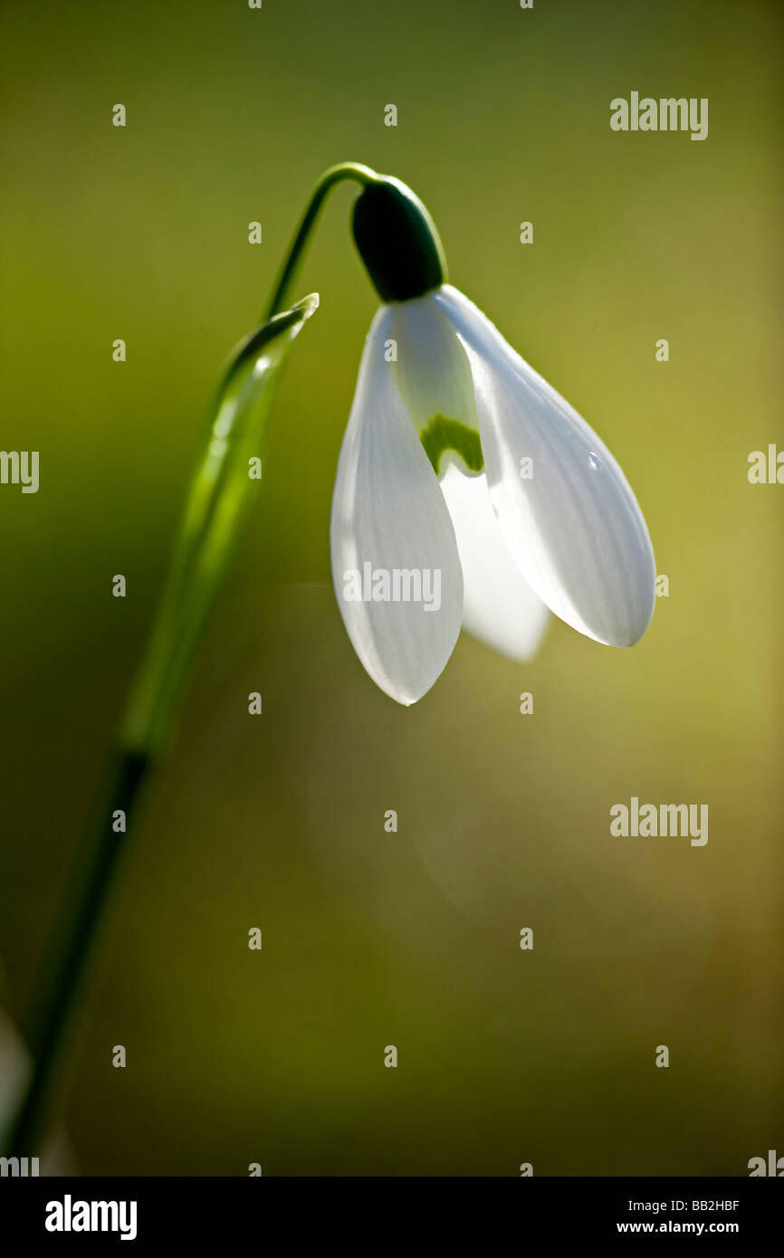 Galanthus s arnott Banque de photographies et d’images à haute ...