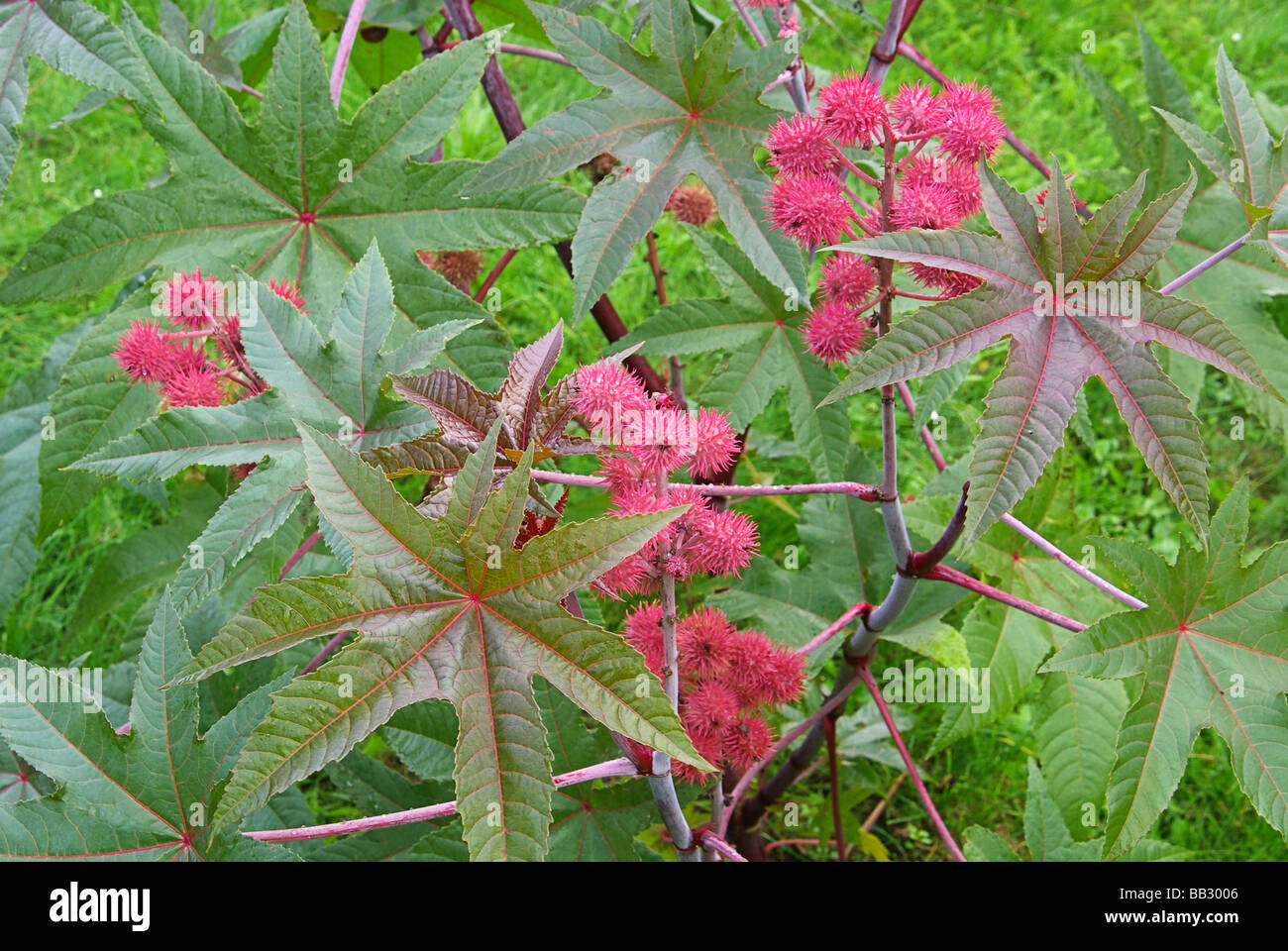 Ricinus communis Banque de photographies et d’images à haute résolution ...