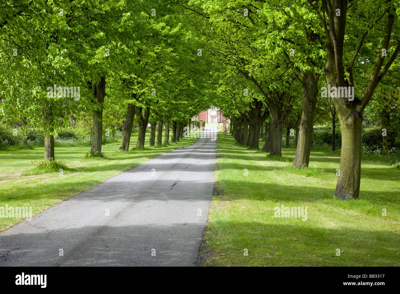 Allée bordée d'arbres Banque de photographies et d’images à haute ...