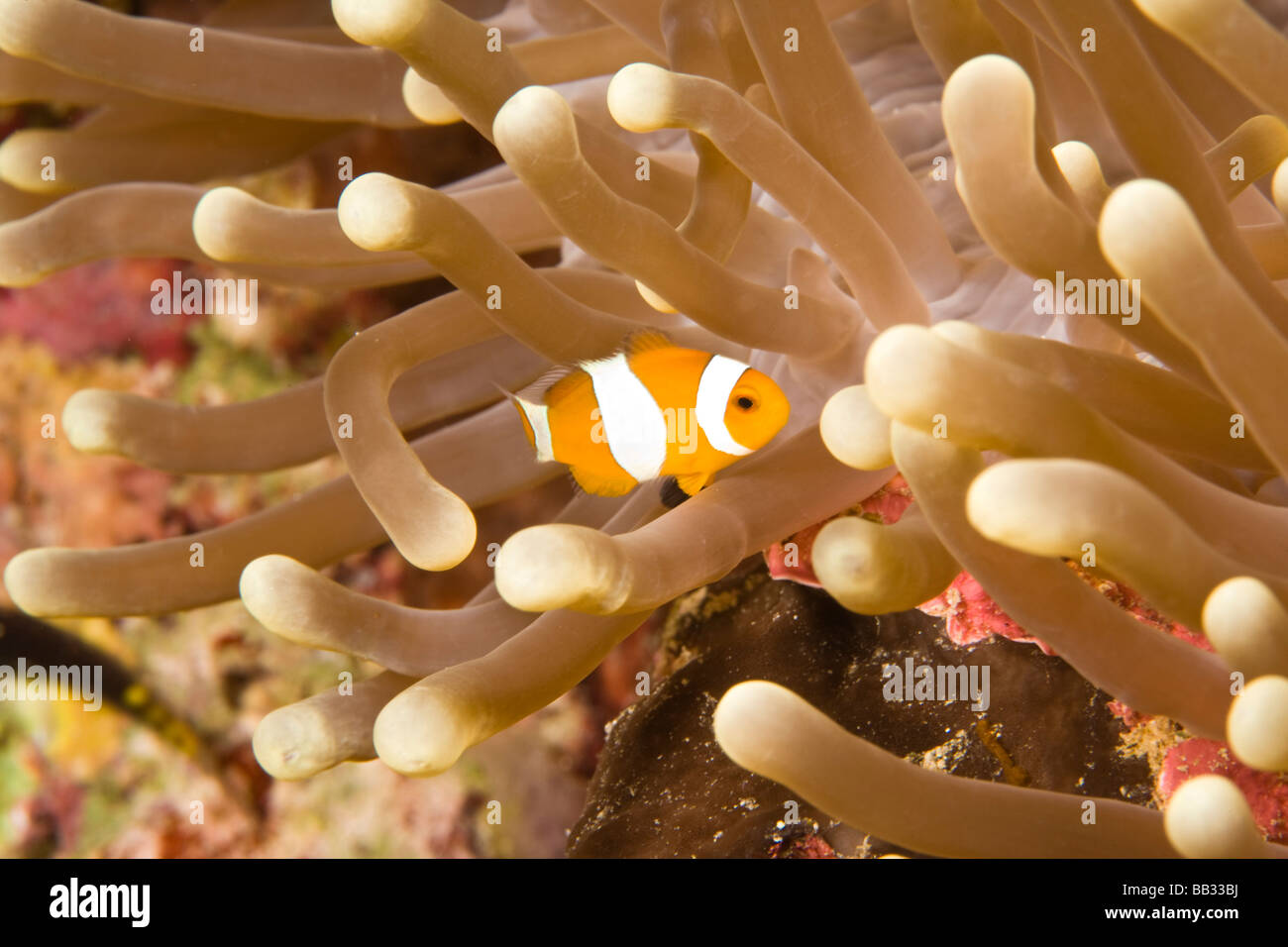Poisson clown, la plongée à Tukang Besi/Préserver l'archipel de ...