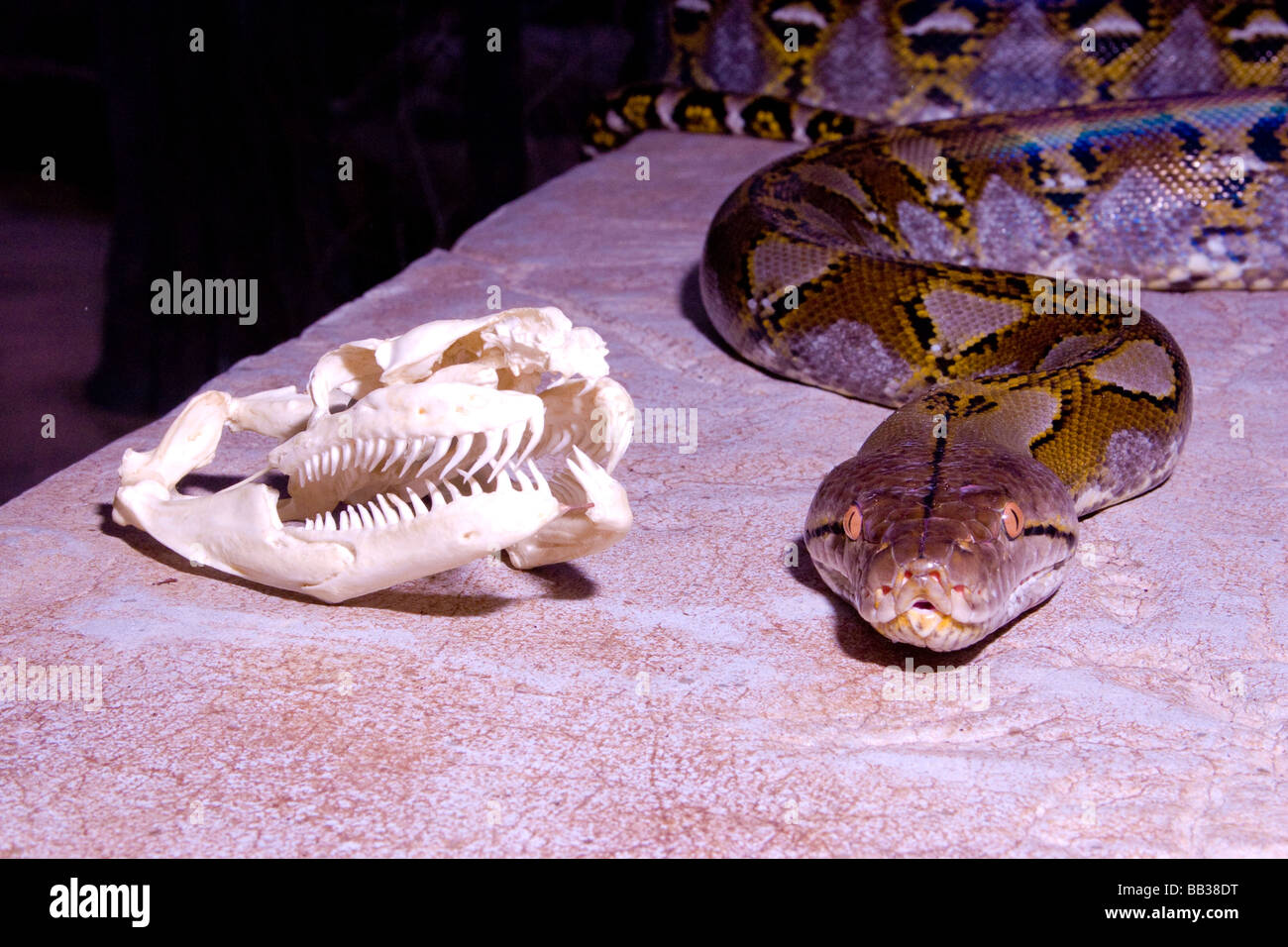 30 pieds de long Banque de photographies et d’images à haute résolution ...