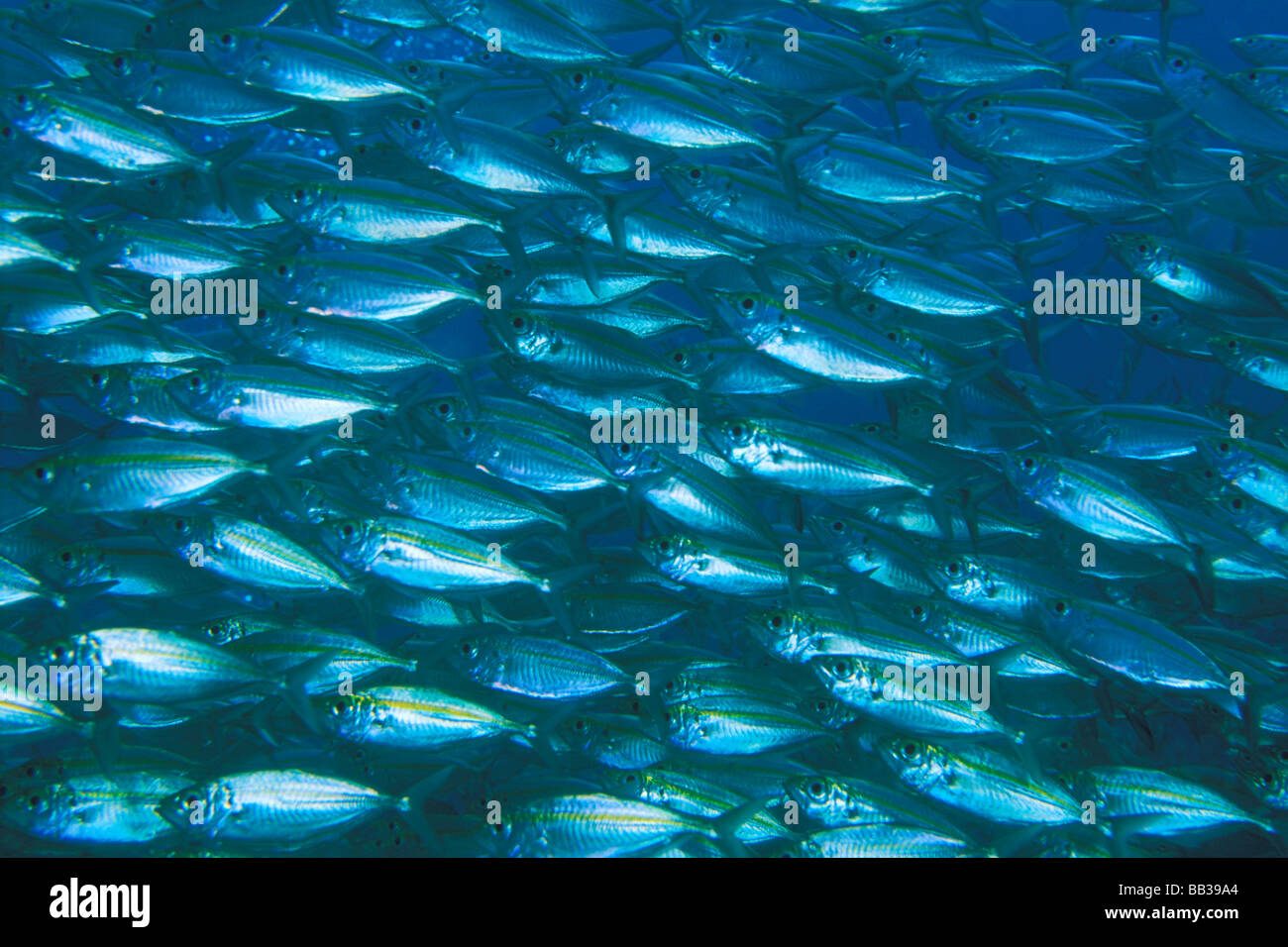 Banc de petits poissons Banque de photographies et d’images à haute ...
