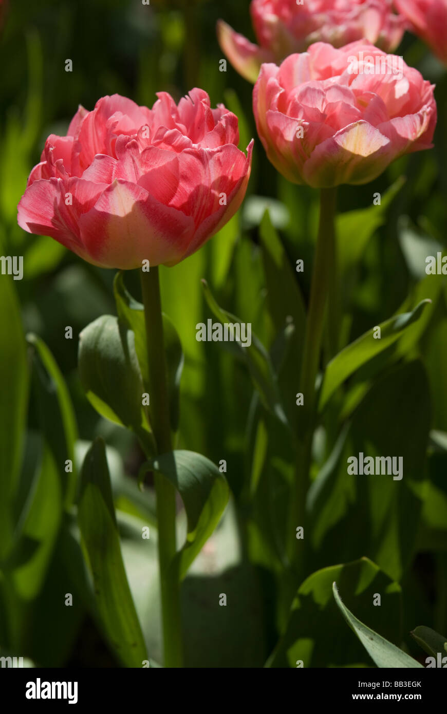 La jet set Banque de photographies et d’images à haute résolution - Alamy