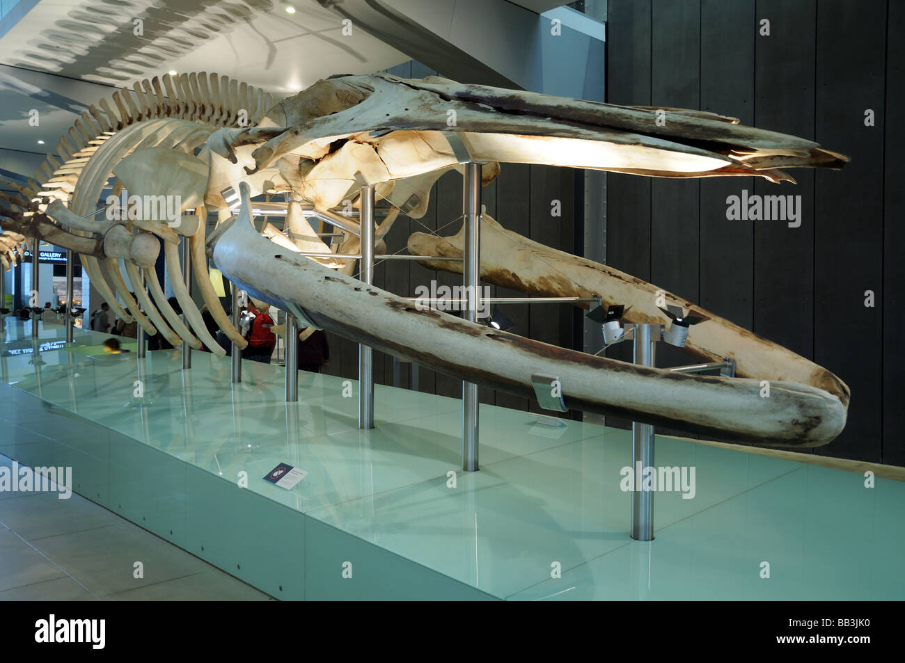 Squelette de rorqual bleu pygmée BREVICANDA BALEAENOPTERA MUSCULUS ...