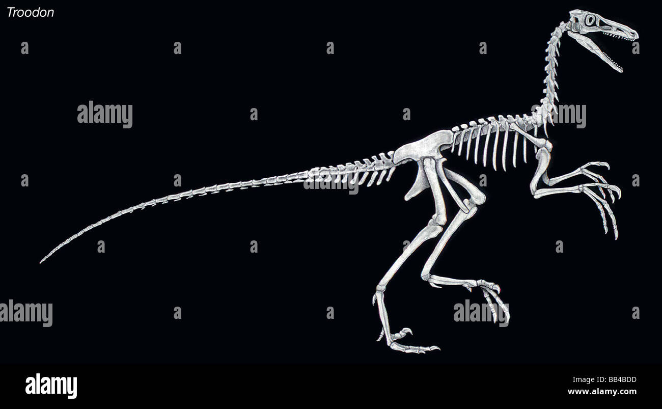 Squelette du troodon dinosaure Banque de photographies et d’images à haute résolution - Alamy