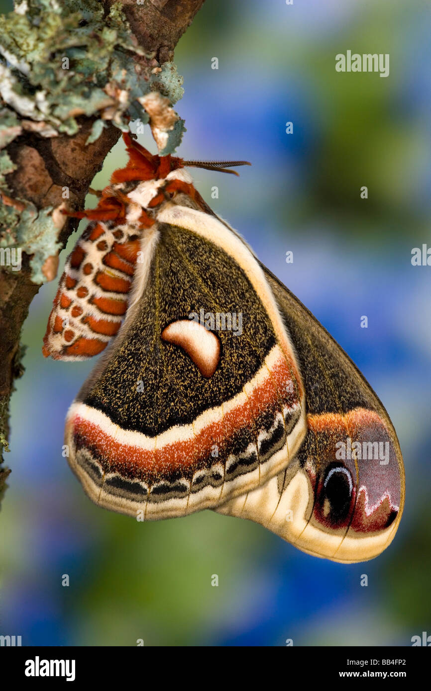 Robin moth Banque de photographies et d’images à haute résolution - Alamy