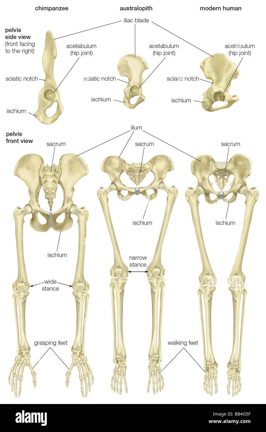 Comparaison du bassin et des membres inférieurs d'un chimpanzé, un ...