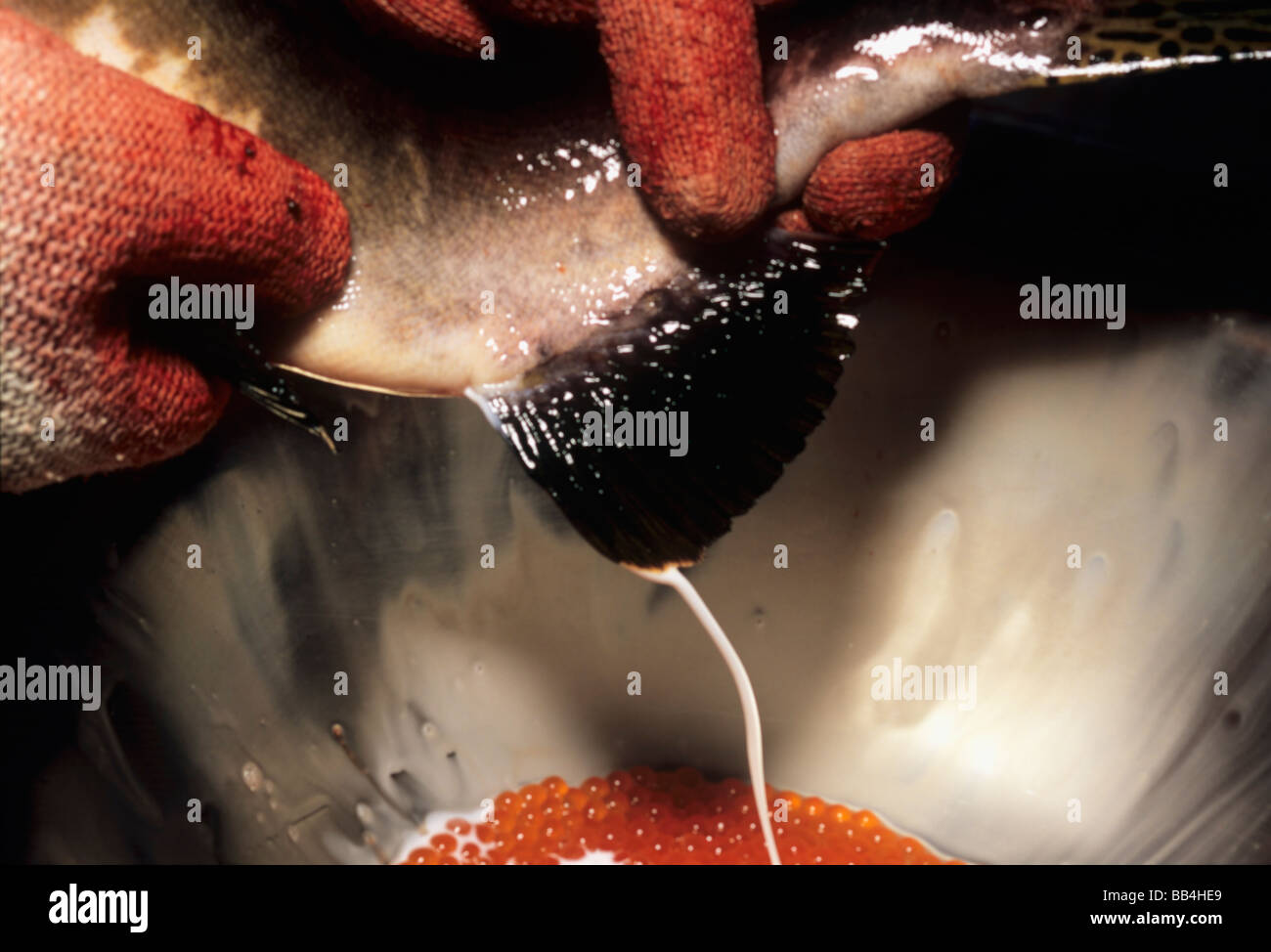 Laitance de poisson Banque de photographies et d’images à haute ...