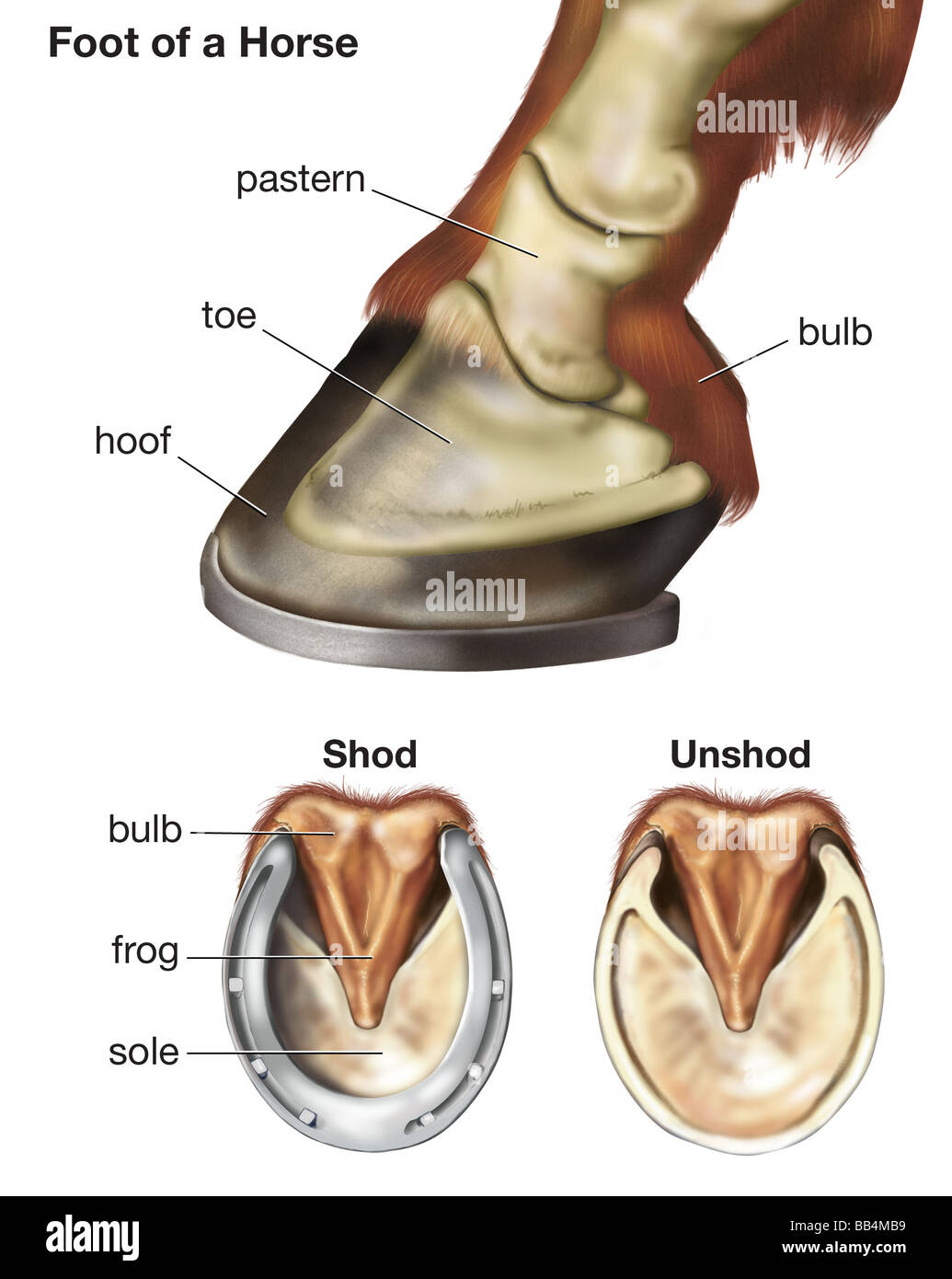 Pied d'un cheval montrant la position des os du squelette, de même que ...