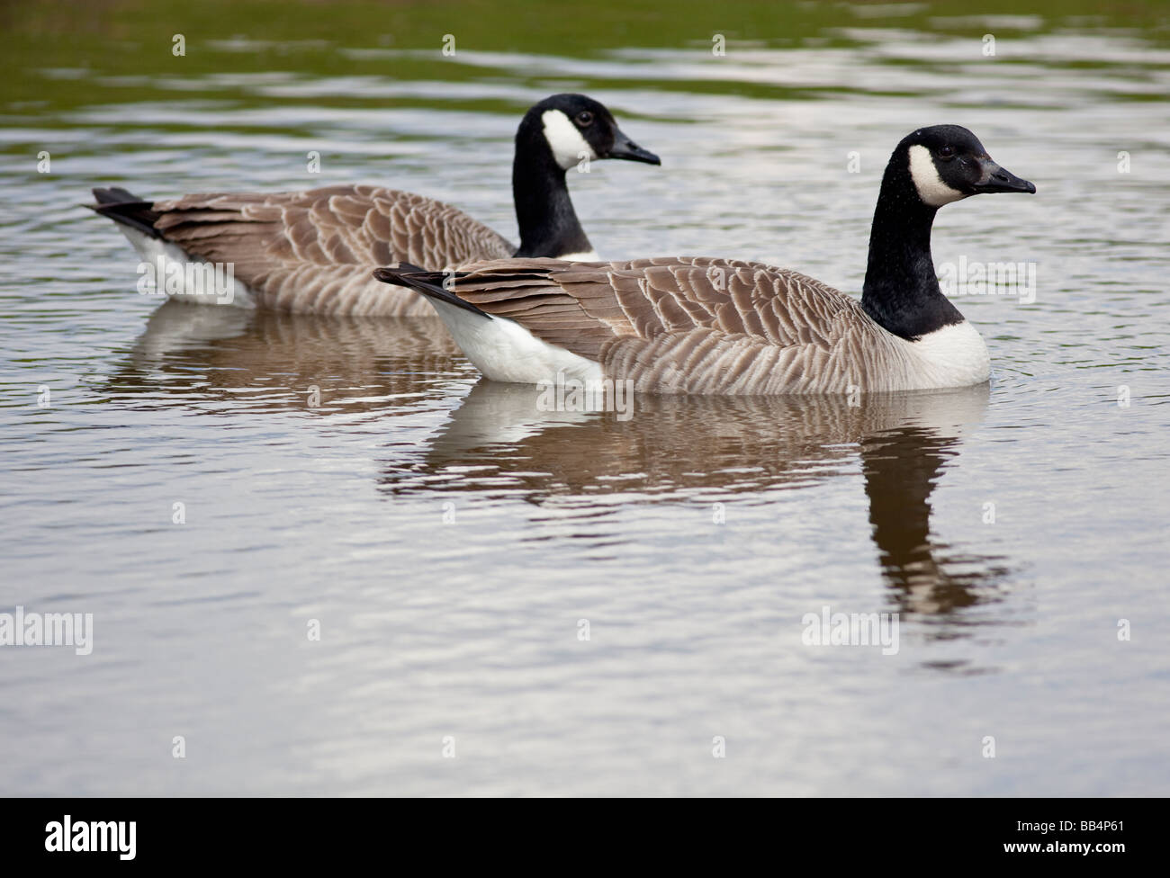 Paire de bernaches du canada branta canadensis nageant sur l'eau Banque ...