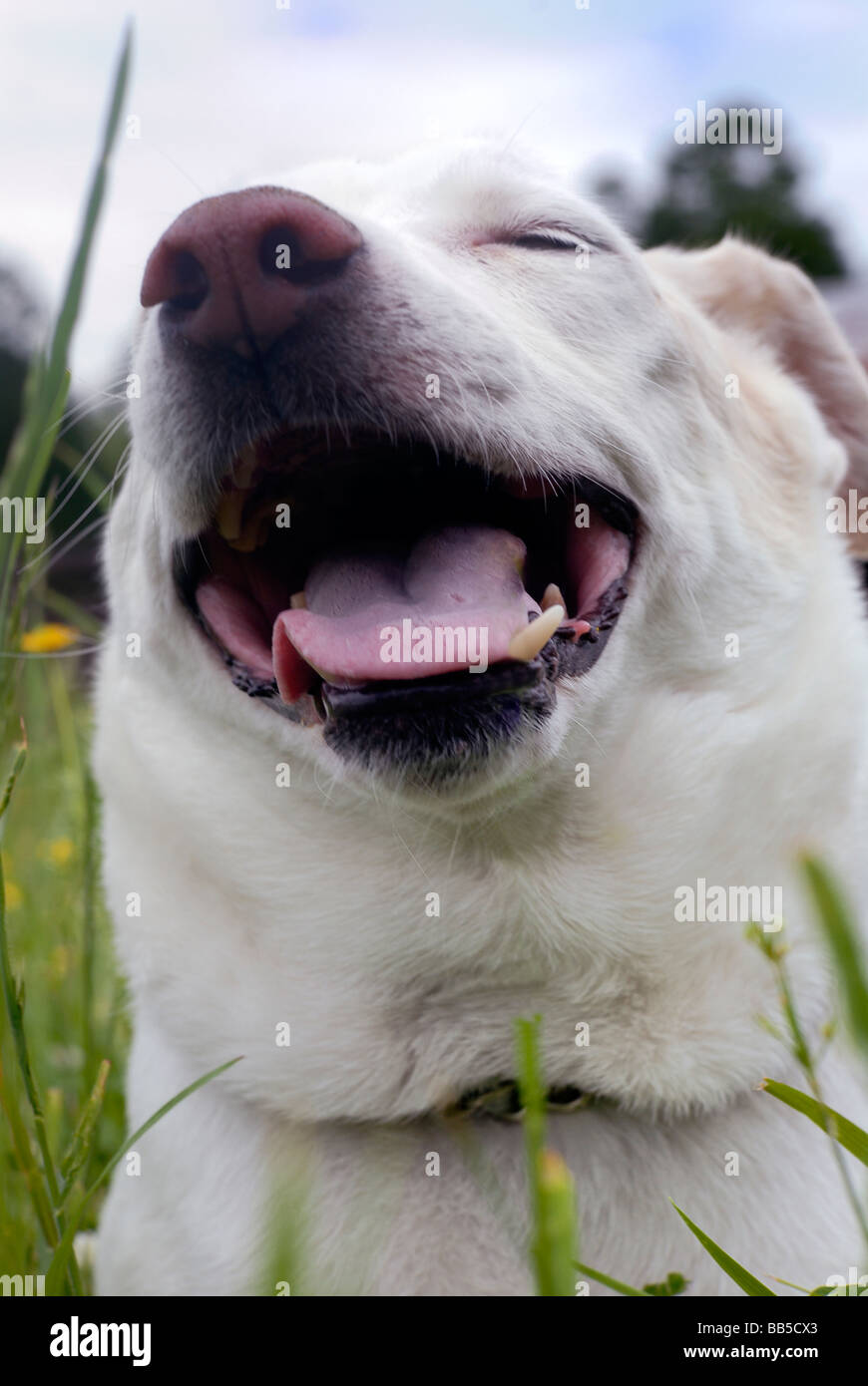 Chien qui rit Banque de photographies et d’images à haute résolution ...