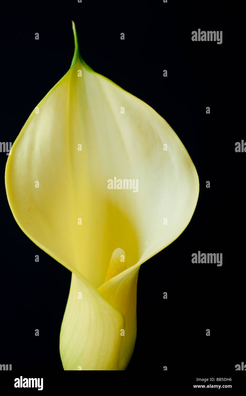 Lilly flower Banque de photographies et d’images à haute résolution - Alamy