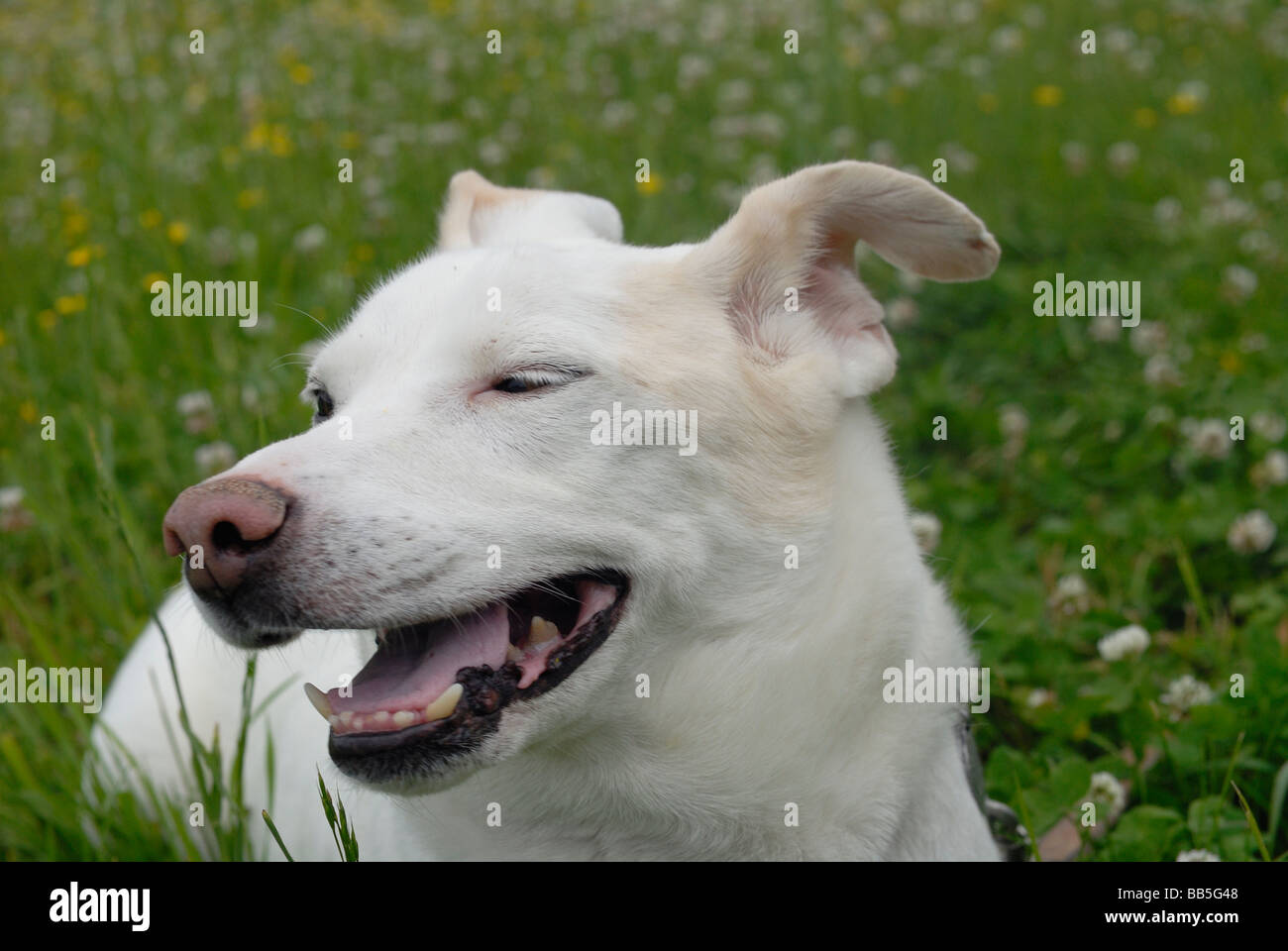 Chien qui rit Banque de photographies et d’images à haute résolution ...