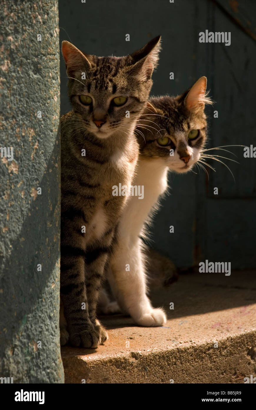 Chats de rue Banque de photographies et d’images à haute résolution - Alamy