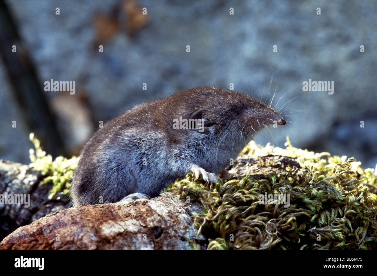 À dents blanche bicolore Crocidura leucodon (Musaraigne Photo Stock - Alamy