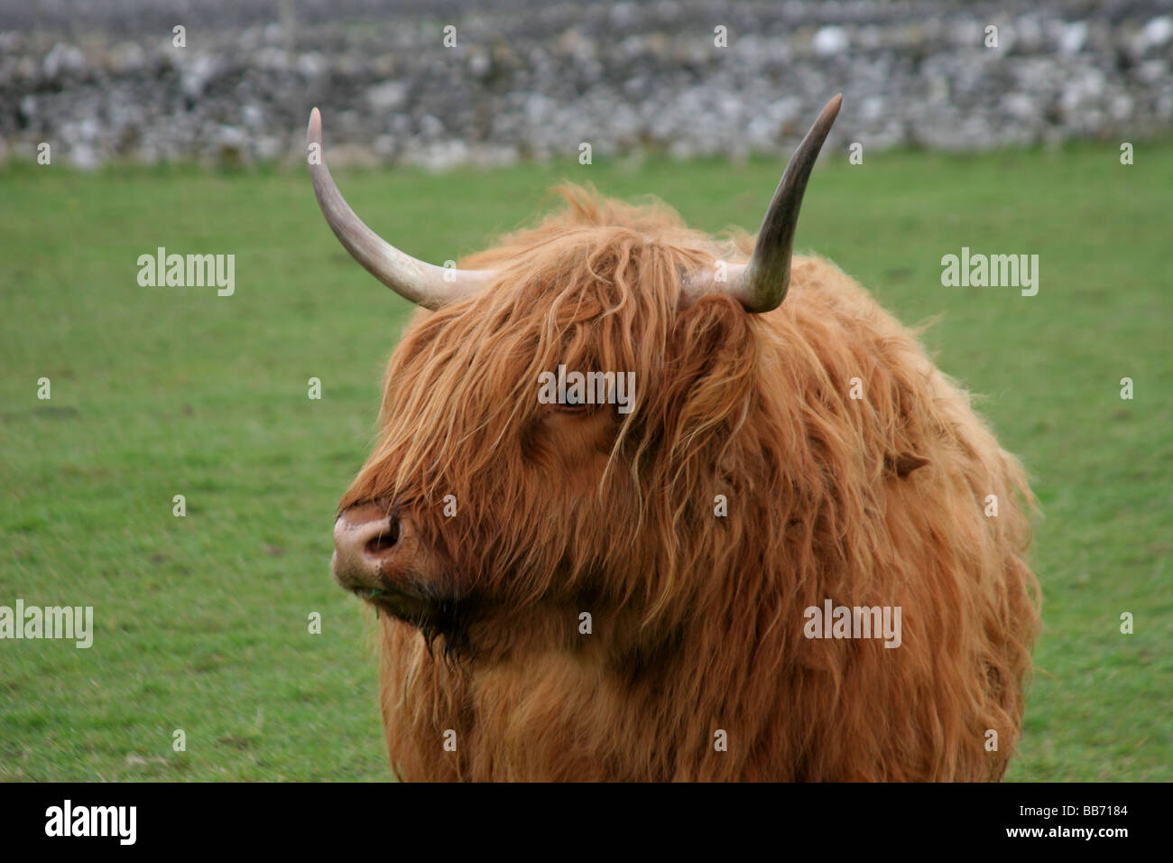 Race de vache highland avec pelage hirsute poilu Banque de ...