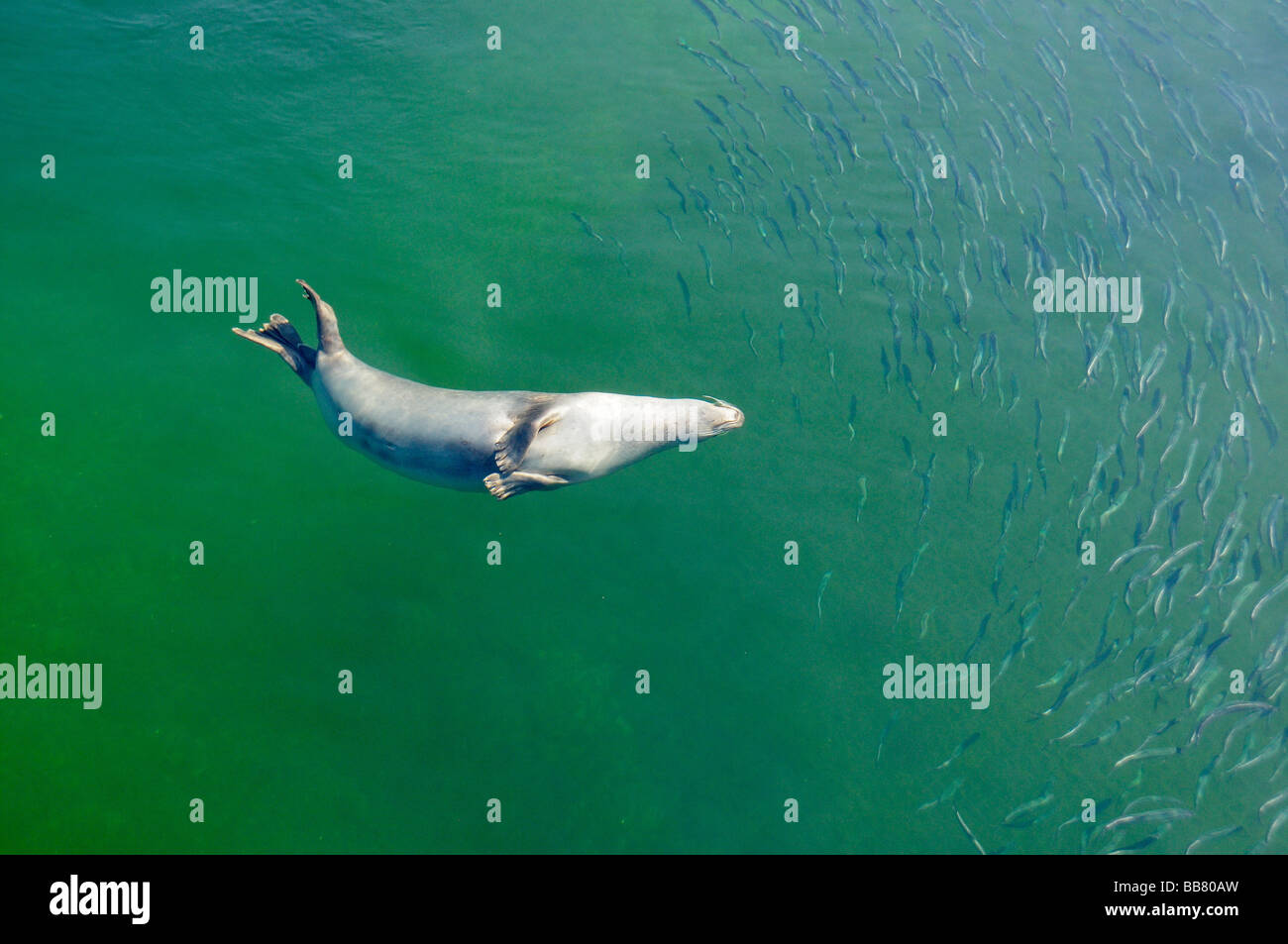 Phoque commun ou phoque commun phoca vitulina Banque de photographies ...