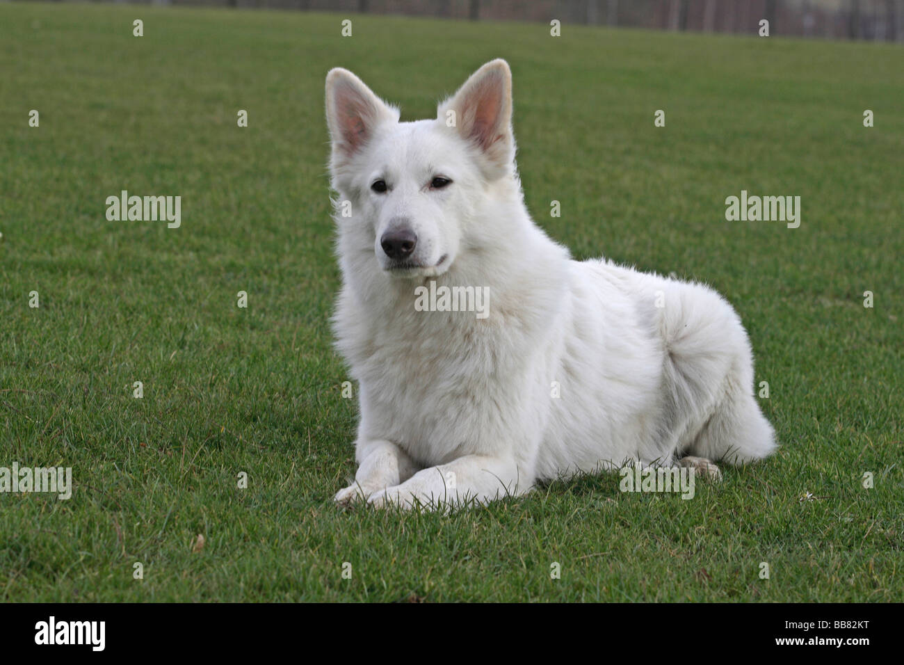 Bergers suisses blancs Banque de photographies et d’images à haute résolution - Alamy