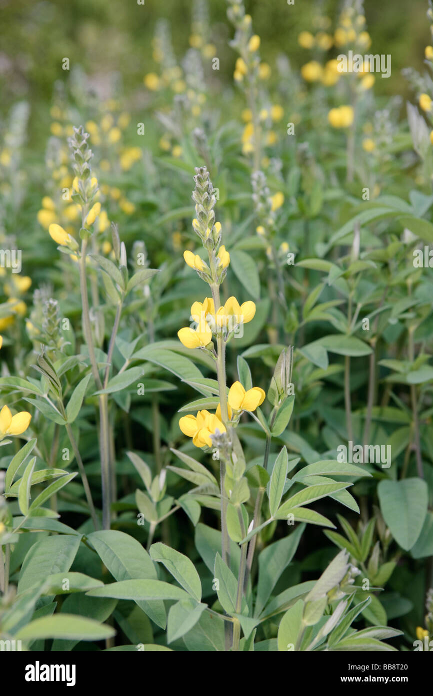 Thermopsis des prairies Banque de photographies et d’images à haute ...