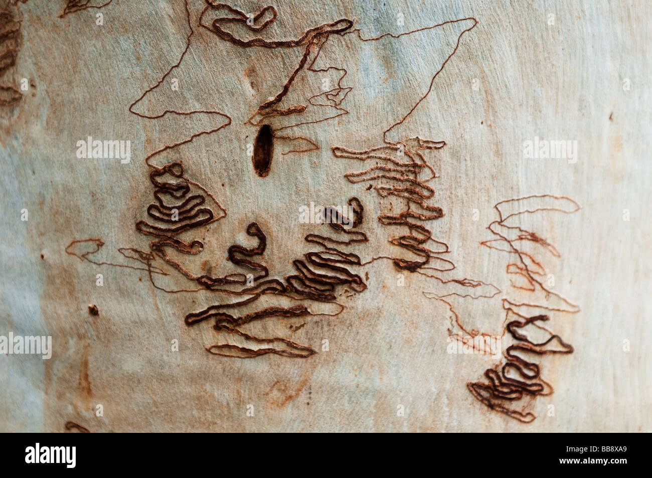 Scribbly gum moth Banque de photographies et d’images à haute ...