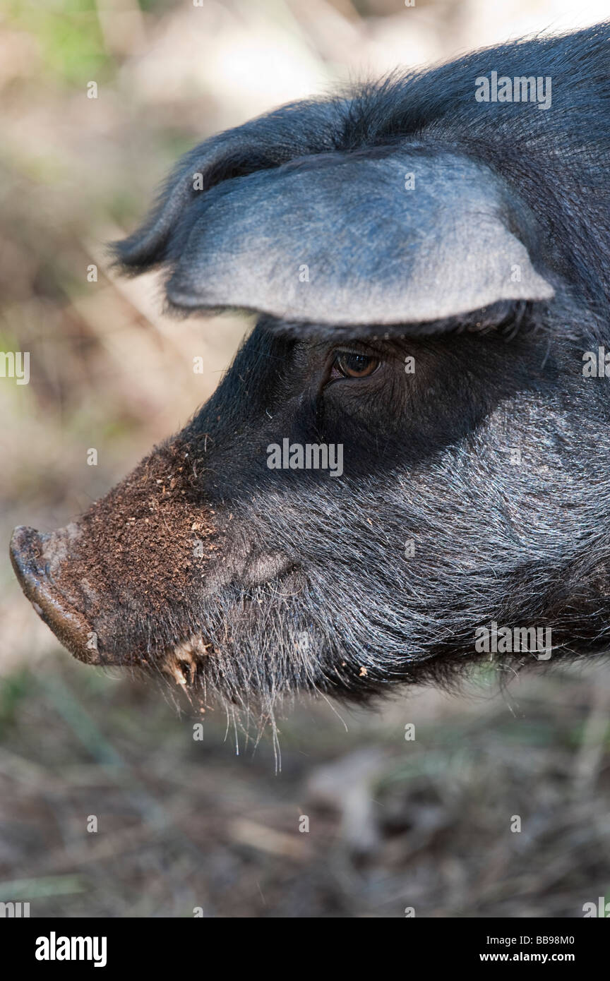 British saddleback Banque de photographies et d’images à haute ...