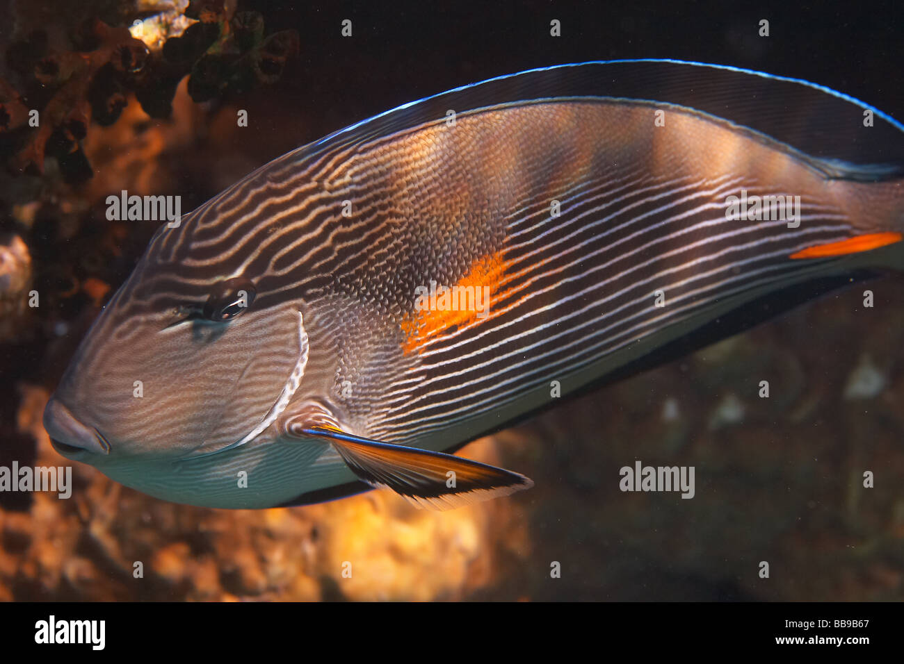 Chirurgien de coraux et de poissons en mer rouge, egypte Banque de ...