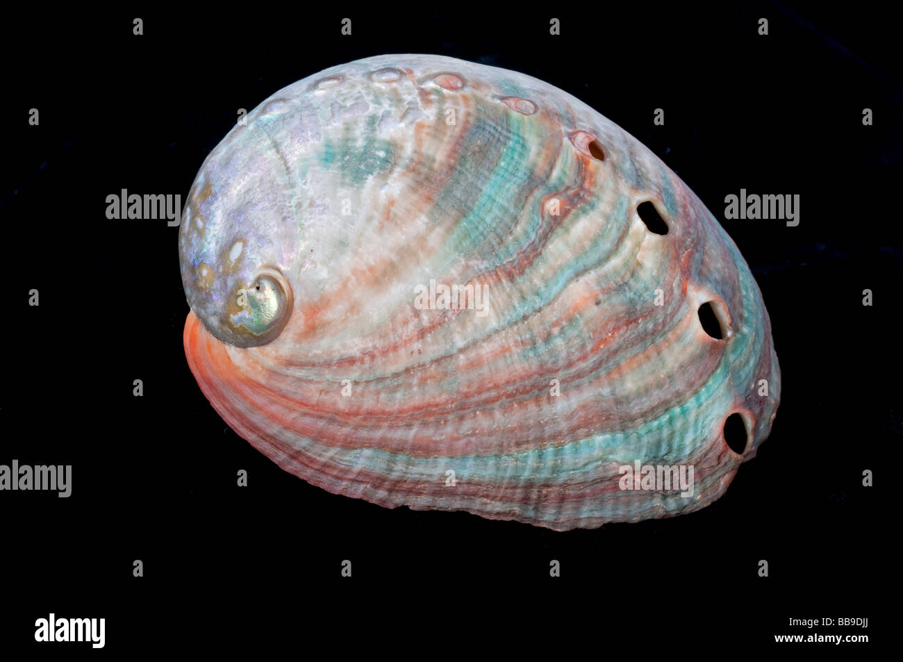 Coquillage d'ormeau Banque de photographies et d’images à haute ...