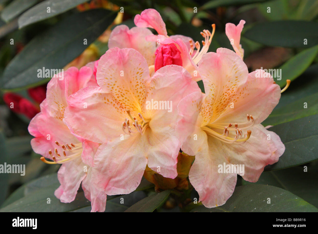 Rhododendron yakushimanum percy wiseman Banque de photographies et d ...
