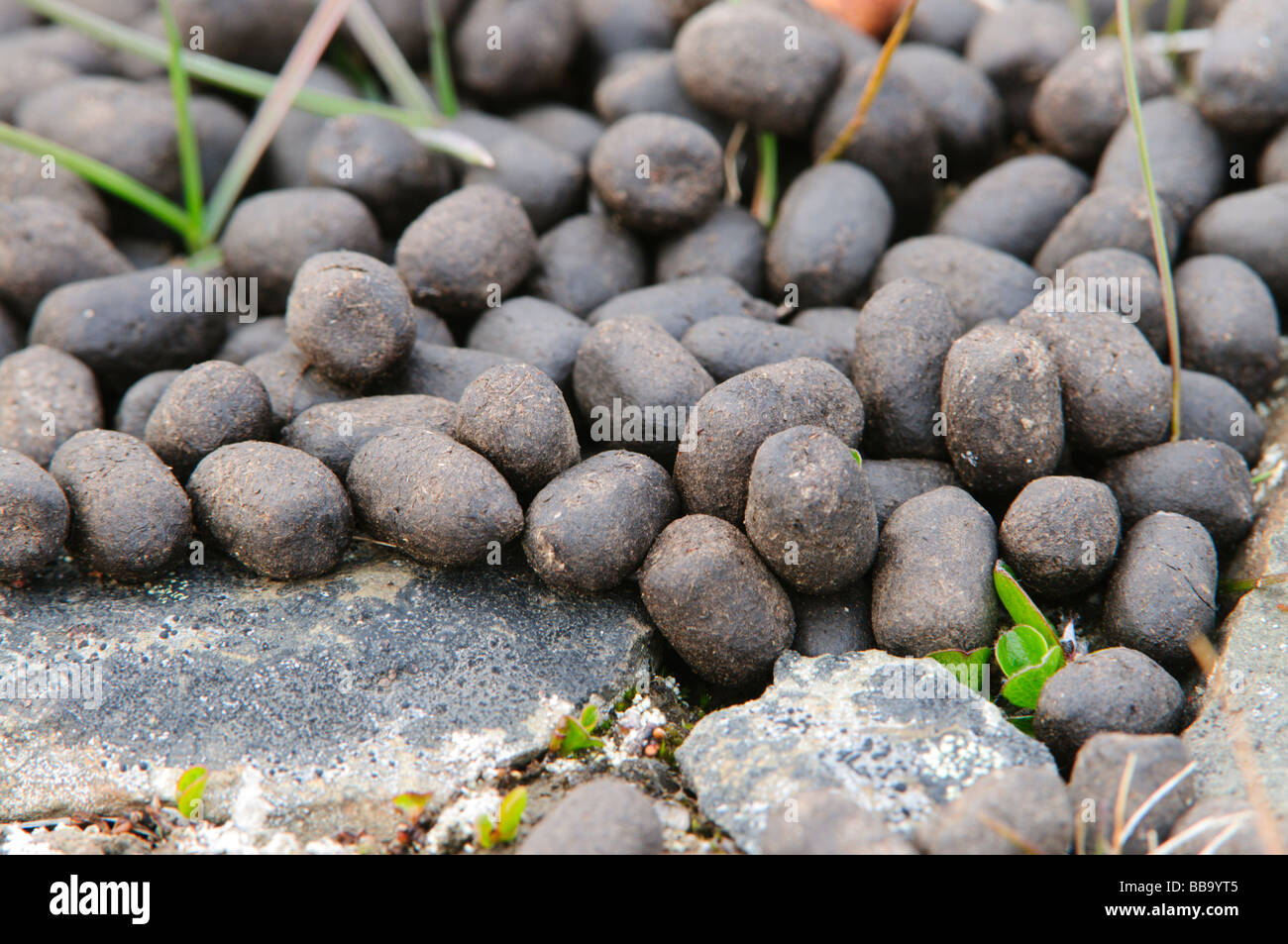 Excréments d'animaux Banque de photographies et d’images à haute ...