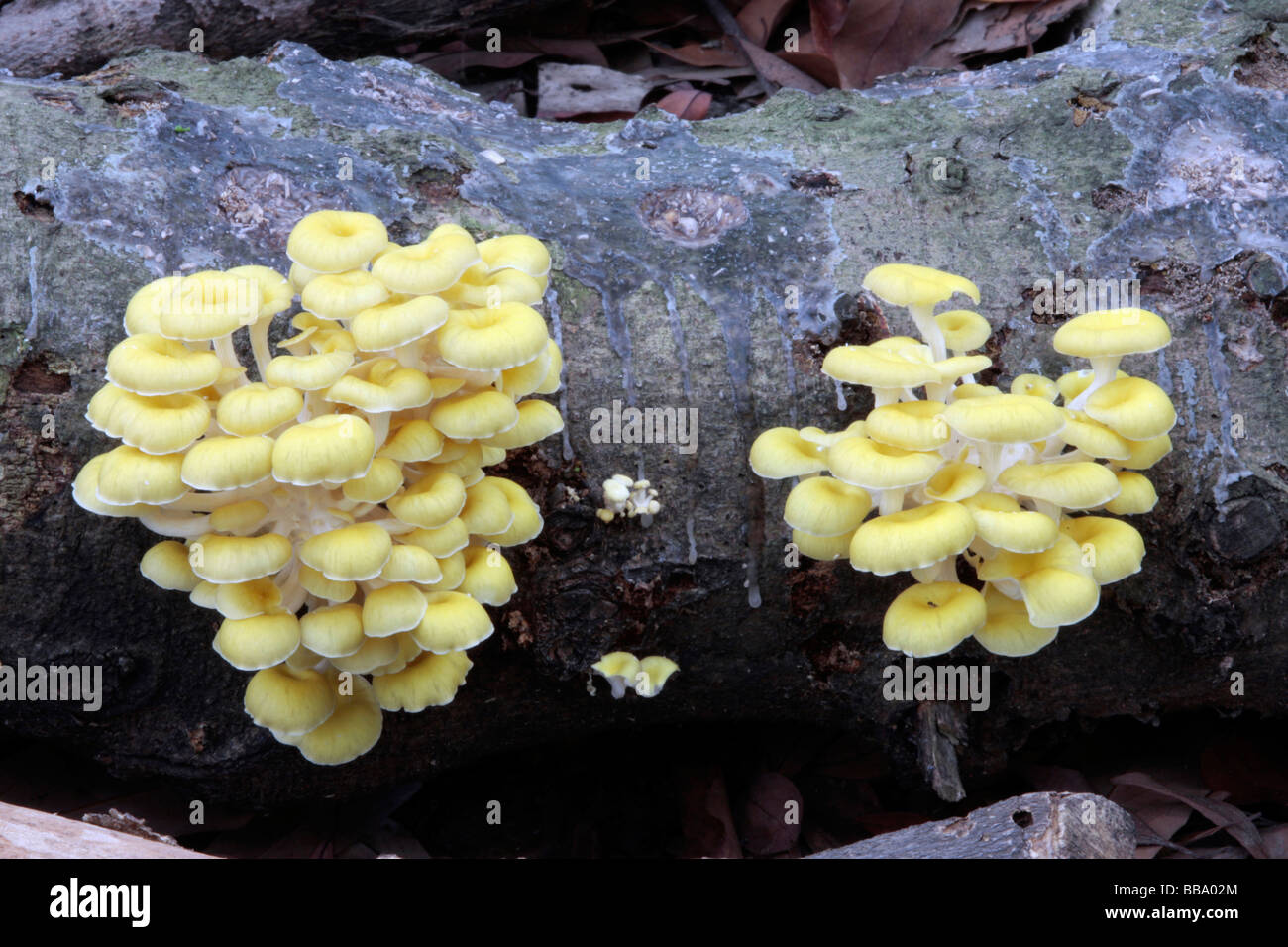 Pleurotus citrinopileatus Banque de photographies et d’images à haute ...