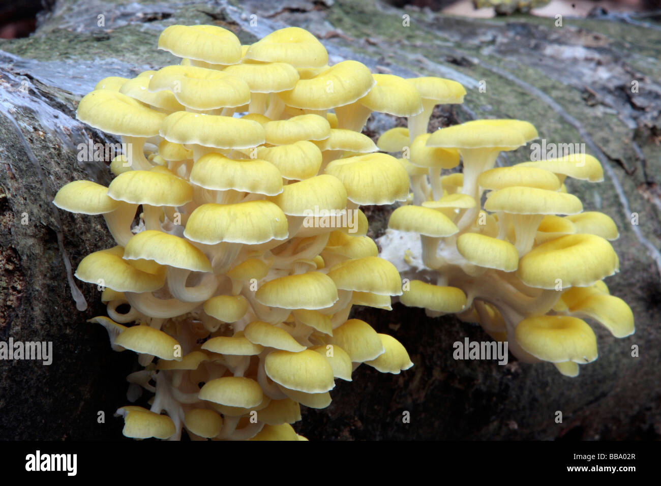 Pleurotus citrinopileatus Banque de photographies et d’images à haute ...