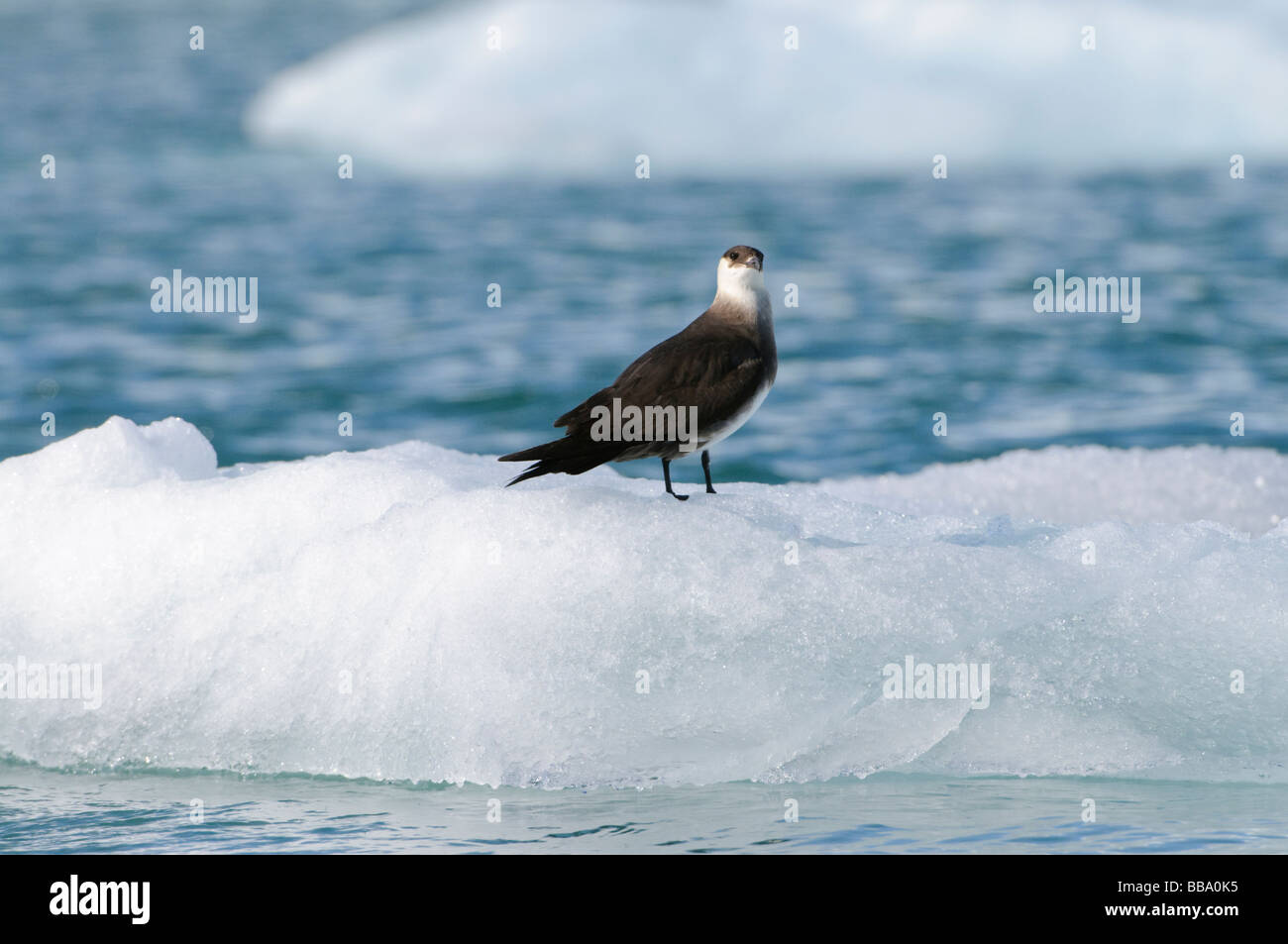Labbe parasite Banque de photographies et d’images à haute résolution ...