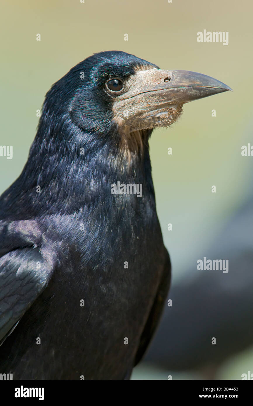 Rook portrait Banque de photographies et d’images à haute résolution ...