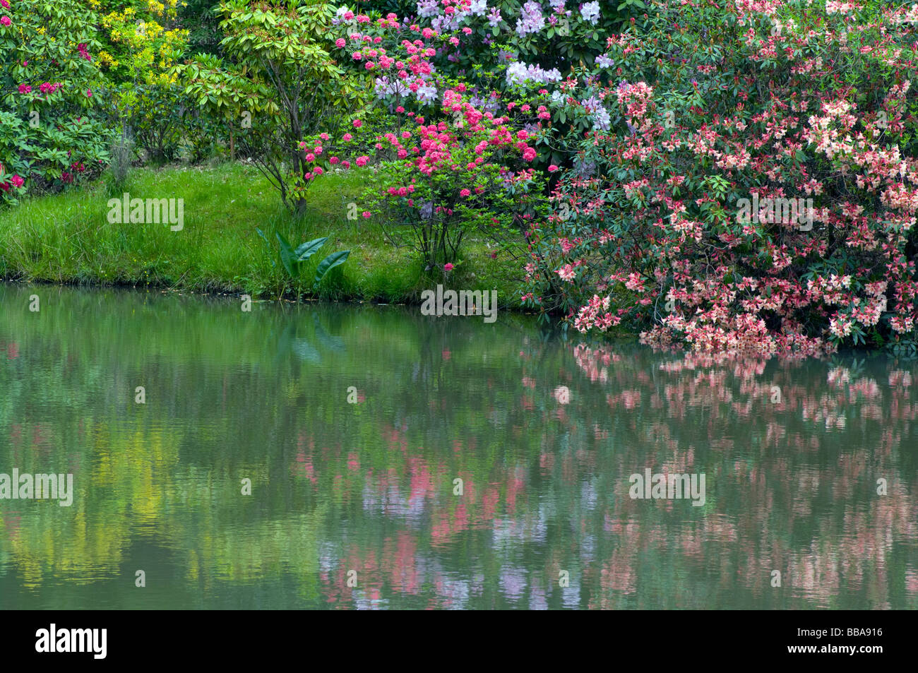 Un Rhododendron Rose marbré et reflet dans l'étang à Leonardslee ...