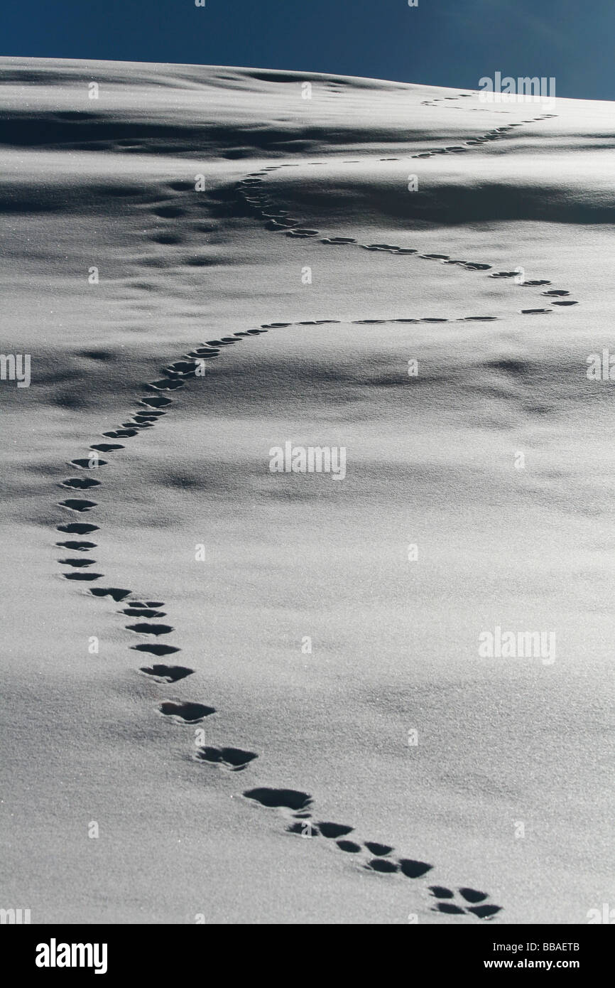 Piste De Loup Dans La Neige Banque d'image et photos - Alamy