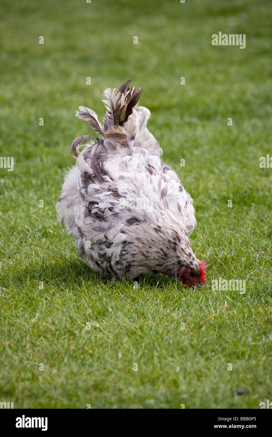 Coq Bantam Orpington Splash Photo Stock - Alamy