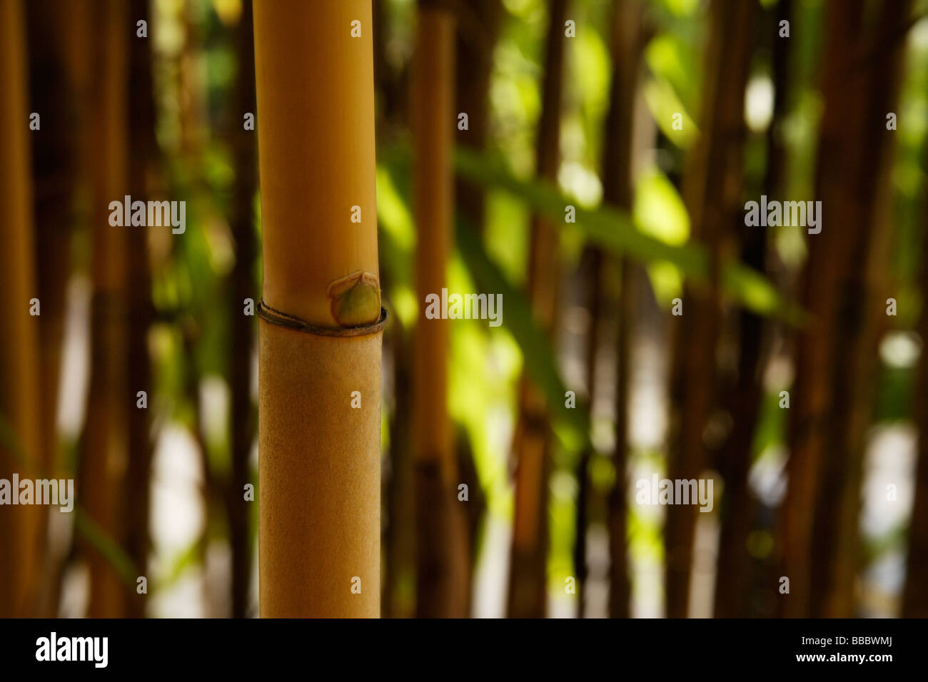 Pousse bambou Banque de photographies et d’images à haute résolution ...
