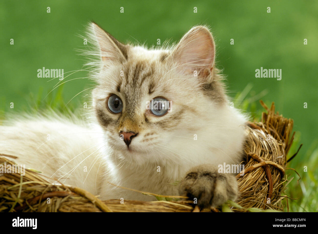 Chat sibérien (Felis catus, Felis silvestris), race : Neva Masquerade ...