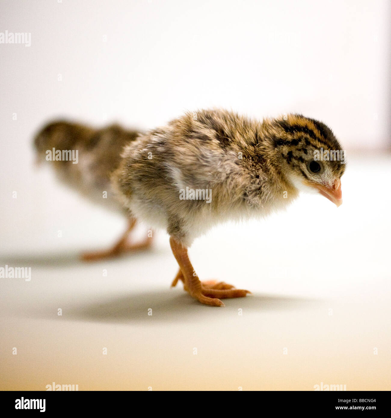 Bébé caille Banque de photographies et d’images à haute résolution - Alamy