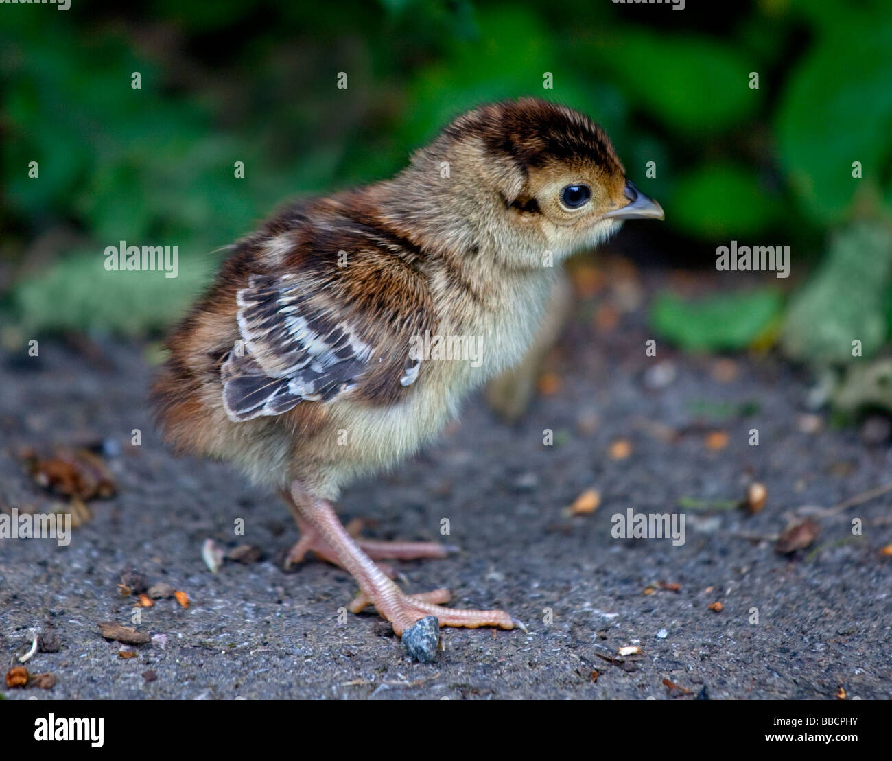 Poussins de faisan Banque de photographies et d’images à haute ...