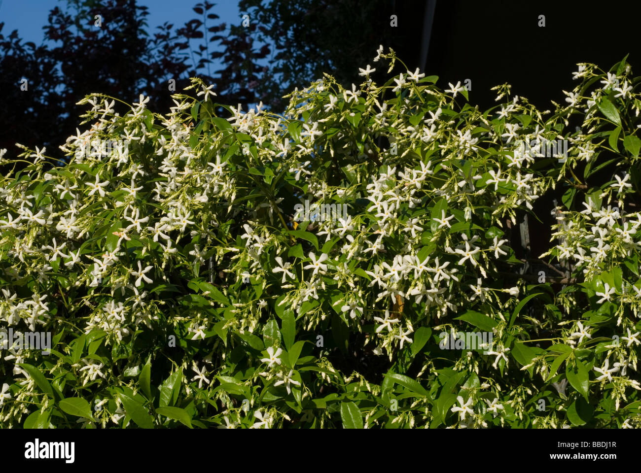 Jasmine jasminum officinale Banque de photographies et d’images à haute ...