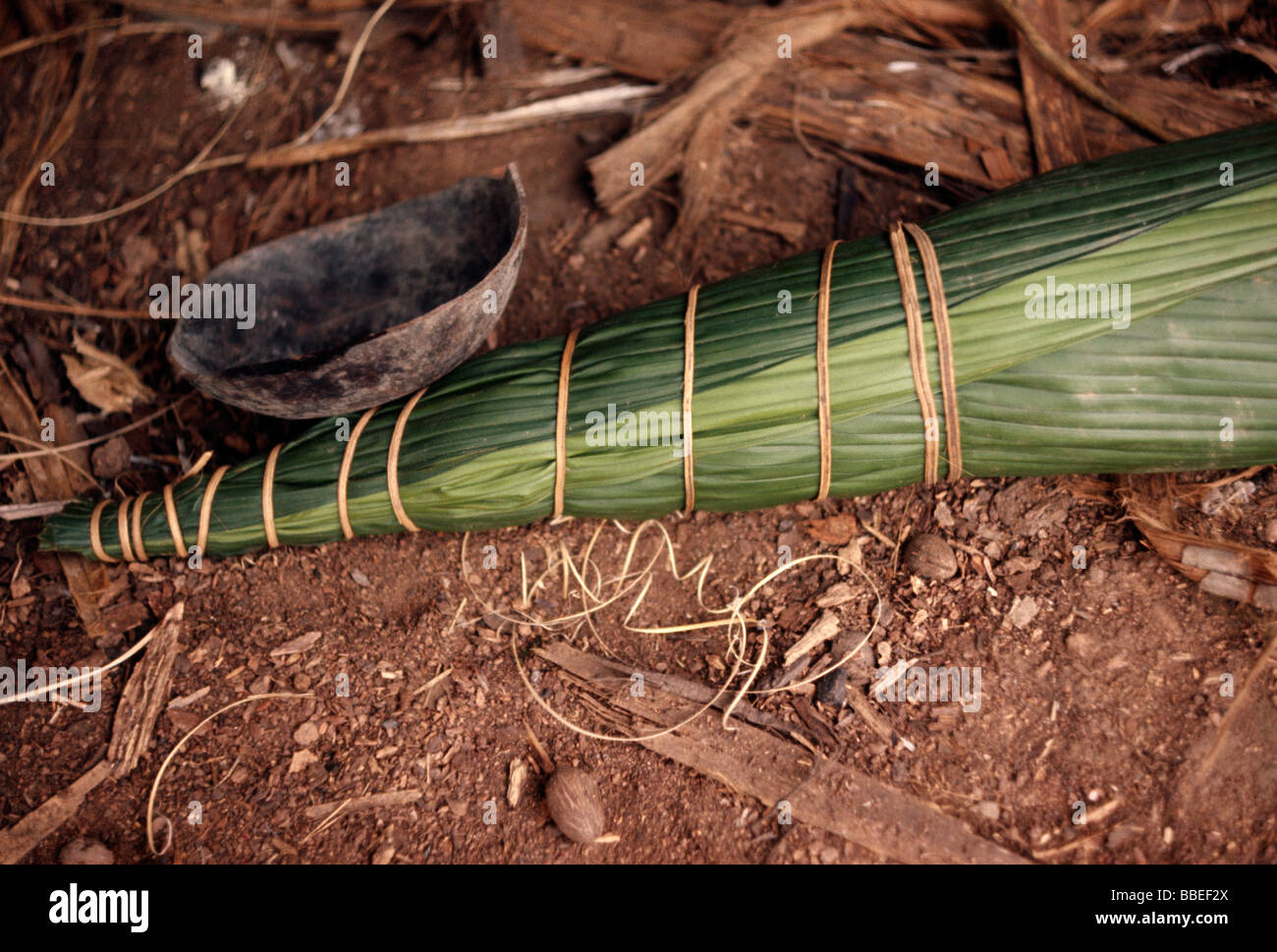 Equateur Amérique du Sud Amazonie Auca le curare procédure de ...
