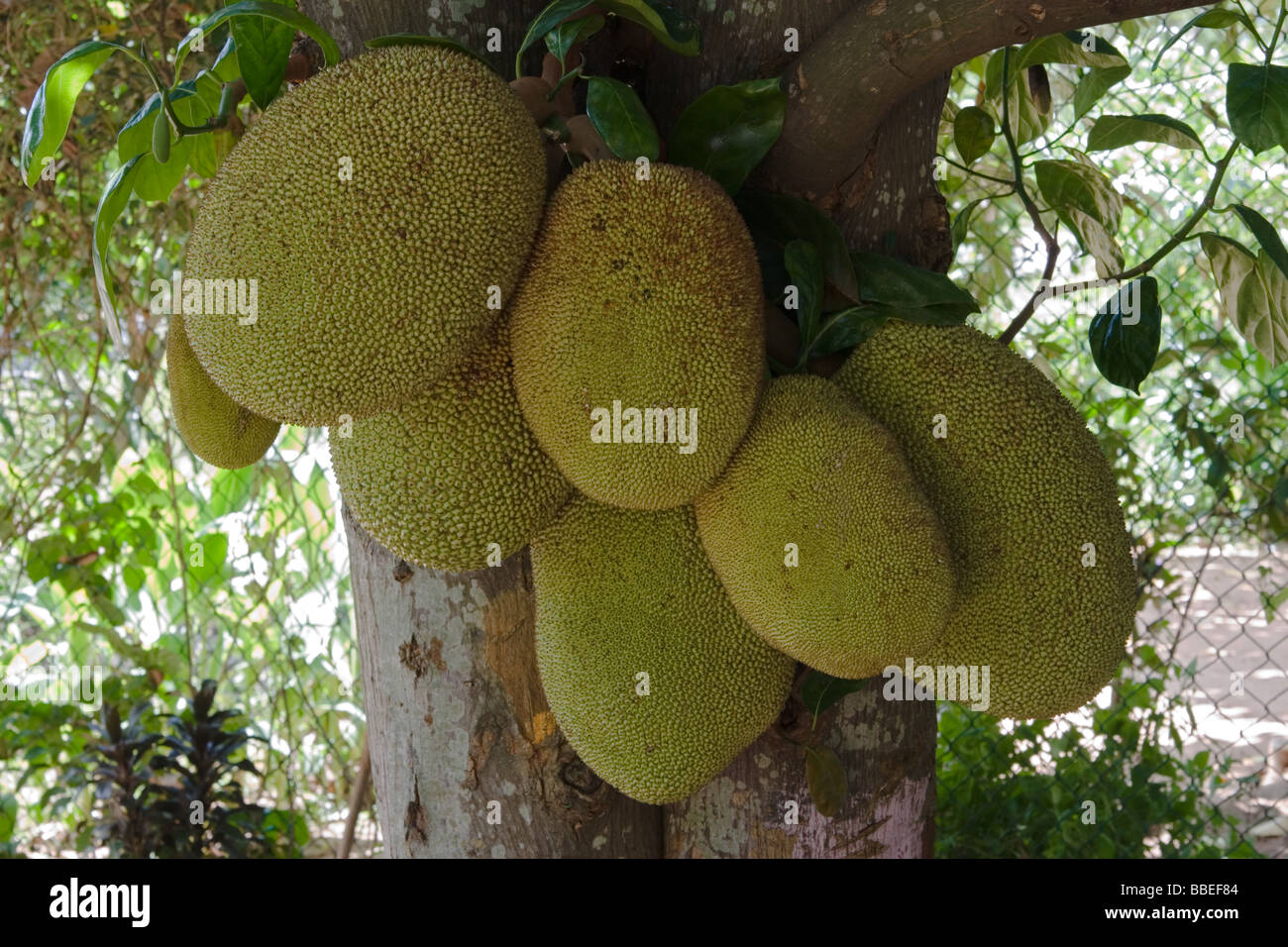 Jack fruit tree sri lanka Banque de photographies et d’images à haute ...