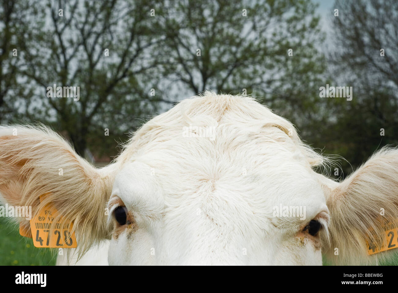 Oreilles De Vache Banque d'image et photos - Alamy
