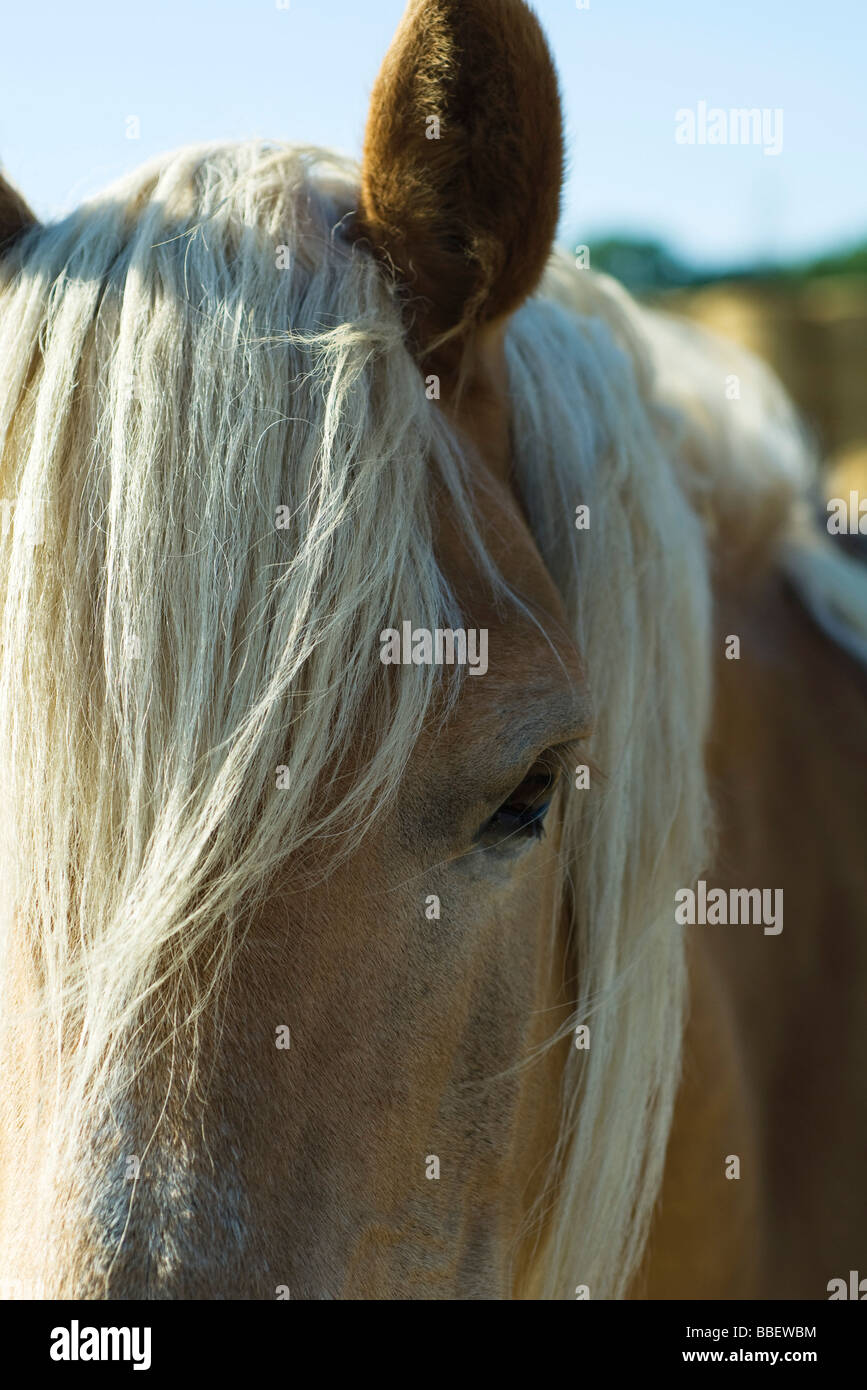 Tête cheval de face Banque de photographies et d’images à haute ...