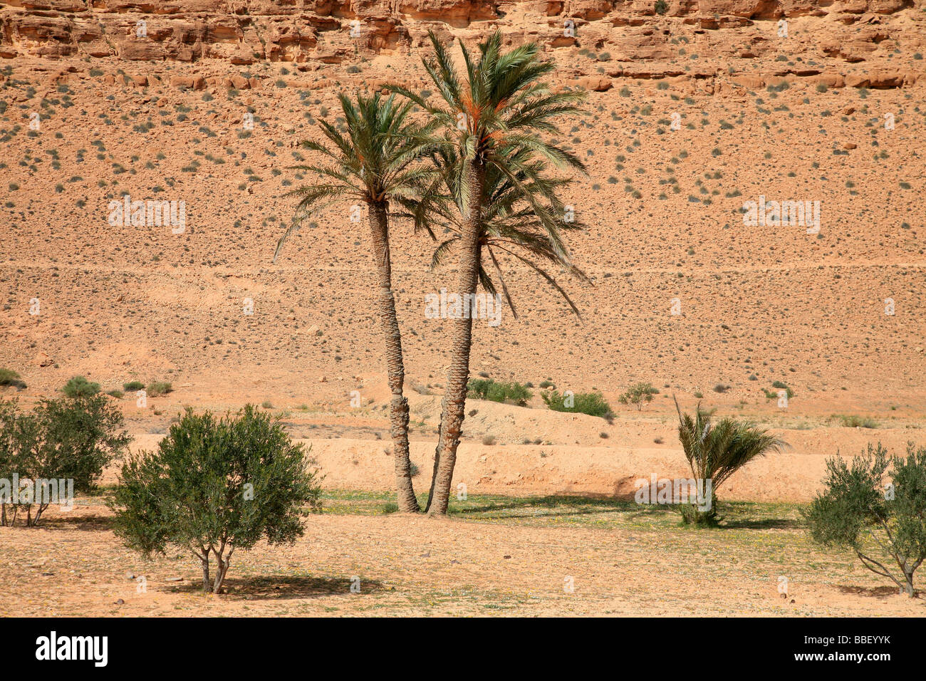 Tataouine oasis Banque de photographies et d’images à haute résolution ...