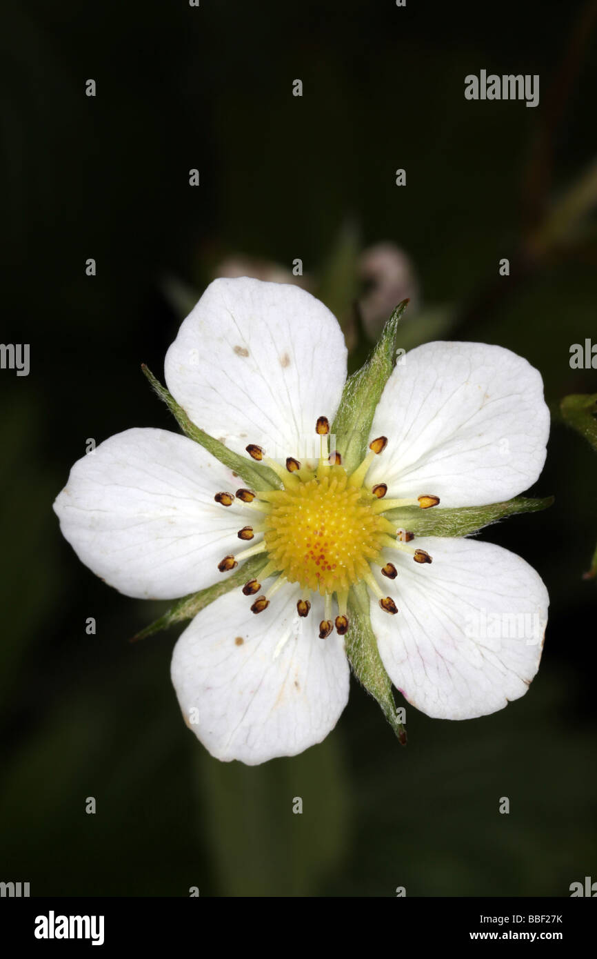 Fragaria spp Banque de photographies et d’images à haute résolution - Alamy