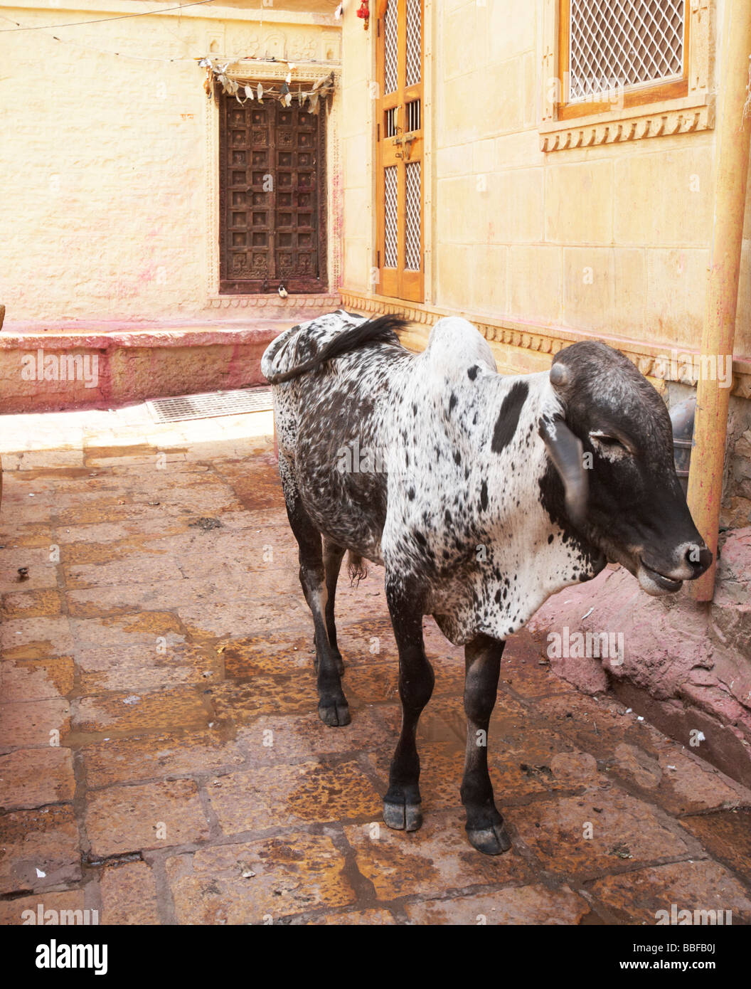 Vache sacree Banque de photographies et d’images à haute résolution - Alamy