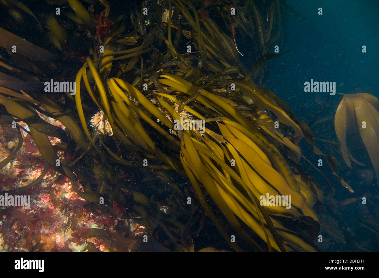 Algues marron Banque de photographies et d’images à haute résolution ...